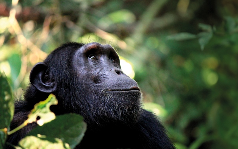 How do viruses jump between hosts? | Biomedical Scientist