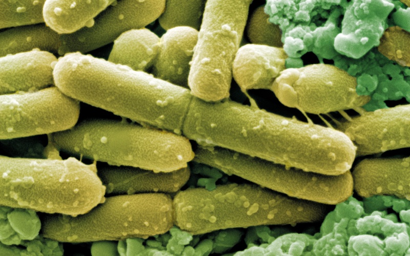 Faecal microbiota transplant for C. diff | Biomedical Scientist