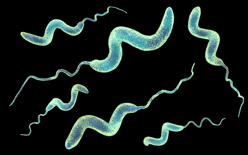 Under the microscope: Campylobacter | Biomedical Scientist