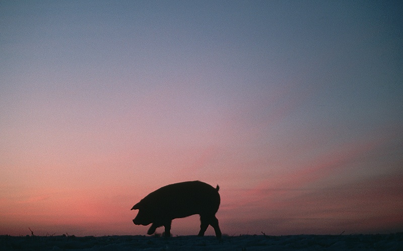 Influenza A(H1N2)V | Biomedical Scientist