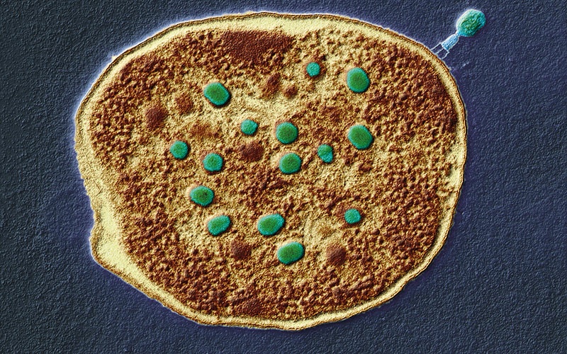 Phages: help, hope or hype? | Biomedical Scientist