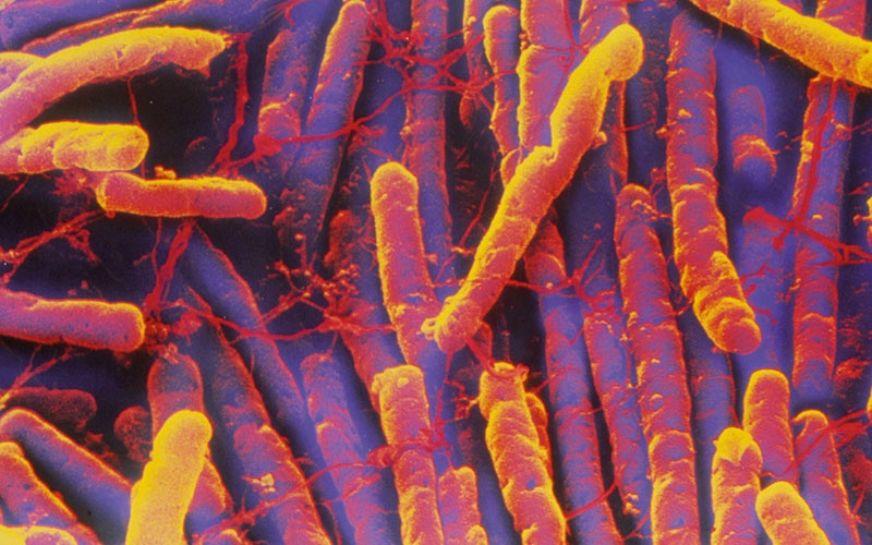 Phages: help, hope or hype? | Biomedical Scientist