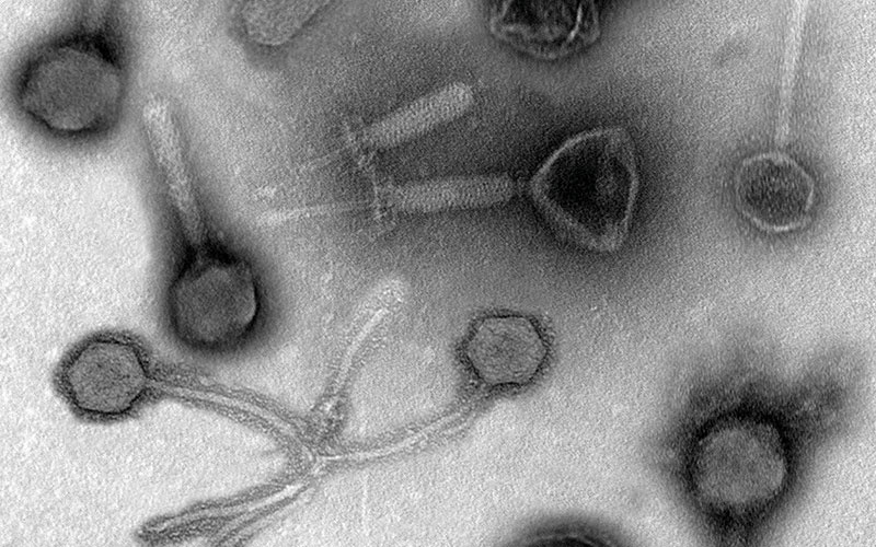 Phages: help, hope or hype? | Biomedical Scientist