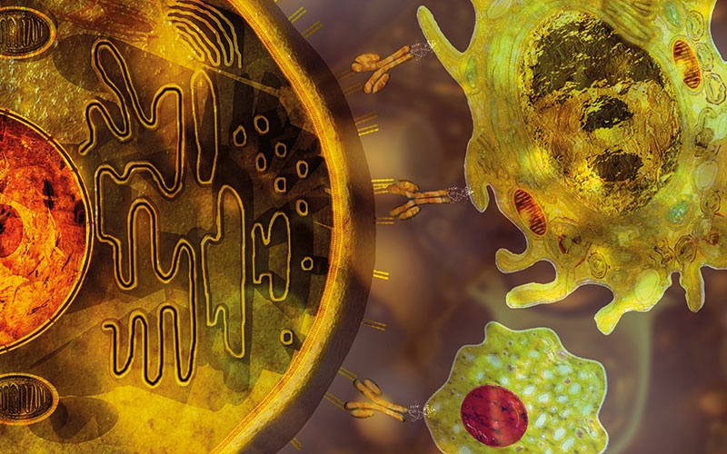 Screening to improve mAb-based drugs | Biomedical Scientist