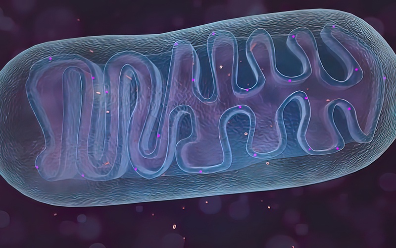 Under the microscope: Mitochondria | Biomedical Scientist