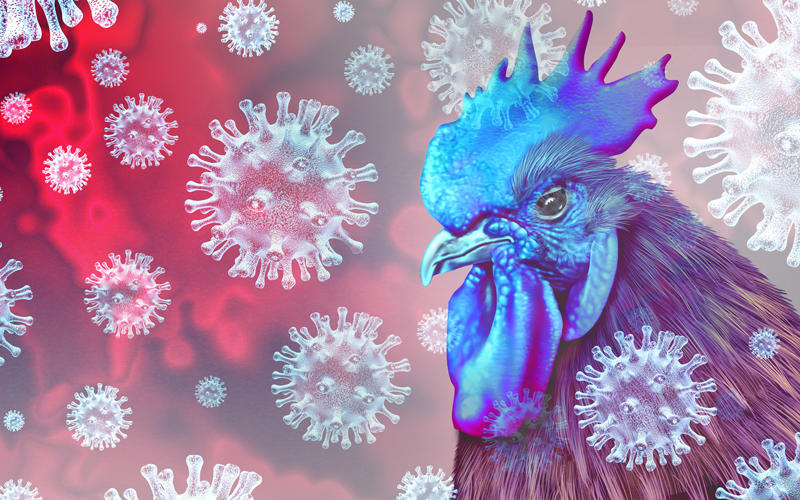 Under the microscope: avian influenza | Biomedical Scientist